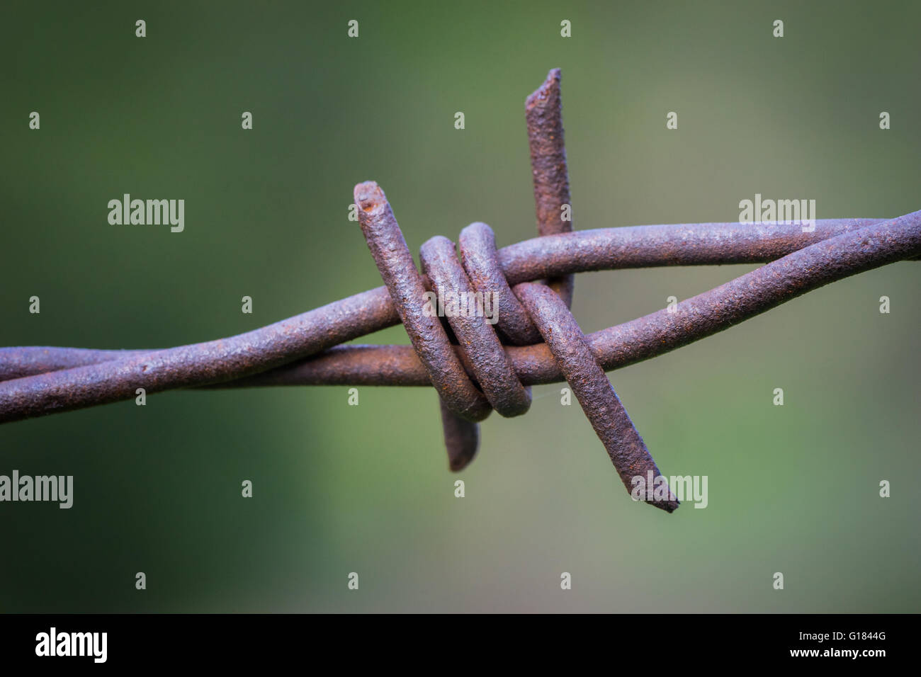 Barbed wire wrapped around farm hi-res stock photography and images - Alamy