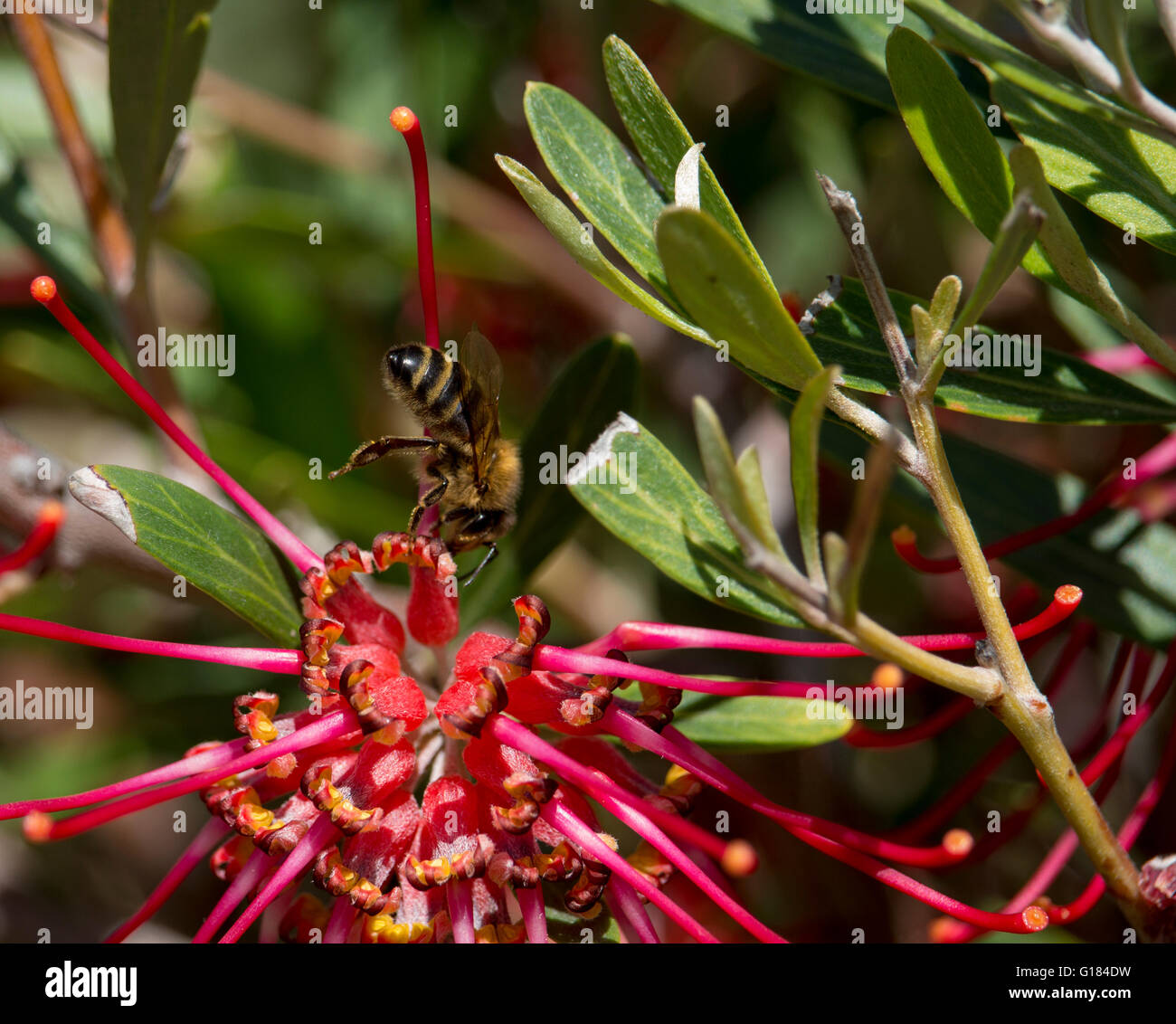 Busy little honey bee gathering pollen from a dainty small red ...