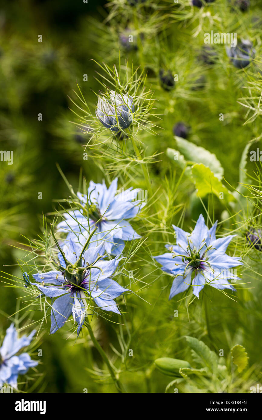 delicate blue flowers Stock Photo - Alamy