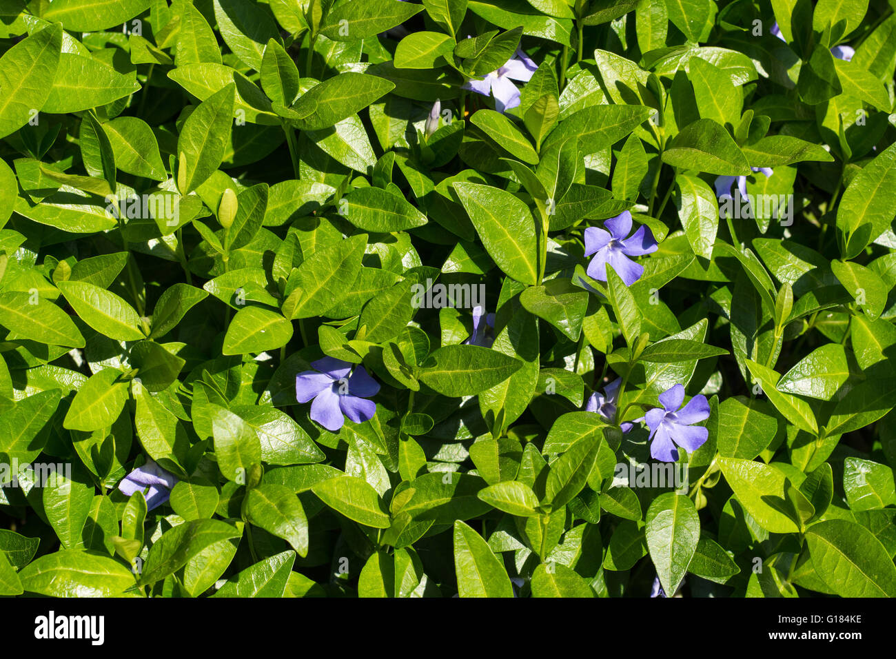 Vinca Minor Leaves