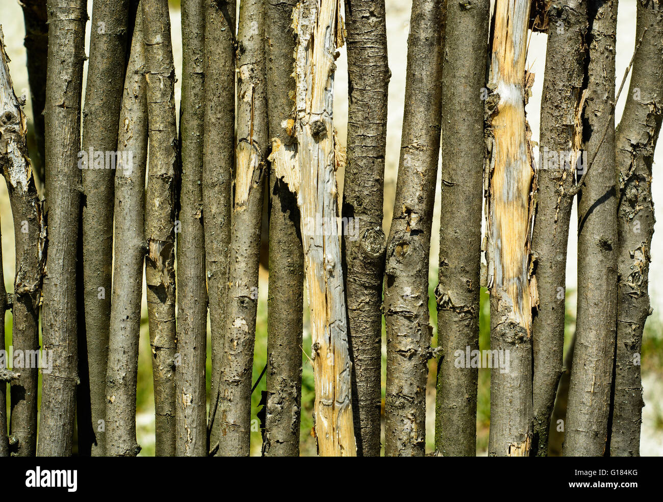 Old wooden sticks fence for texture or background Stock Photo - Alamy