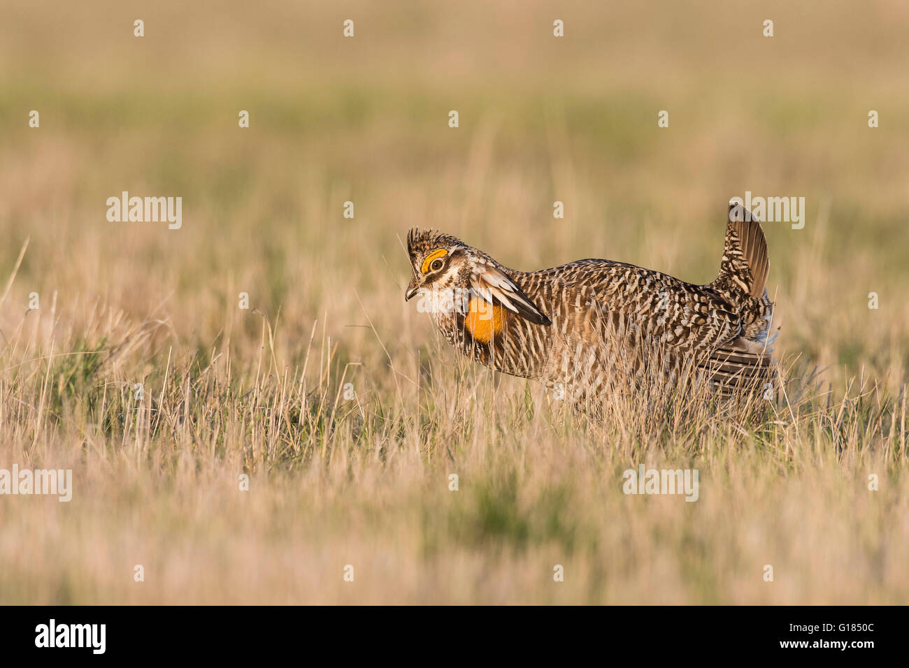 Hybrid grouse hi-res stock photography and images - Alamy