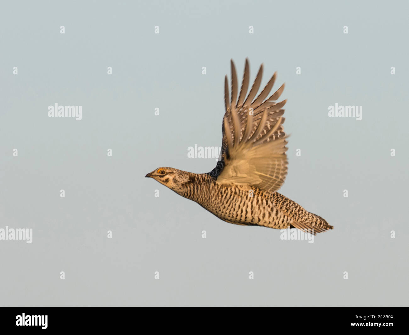A flying sharptail grouse/ Prairie Chicken hybrid in Minnesota Stock ...