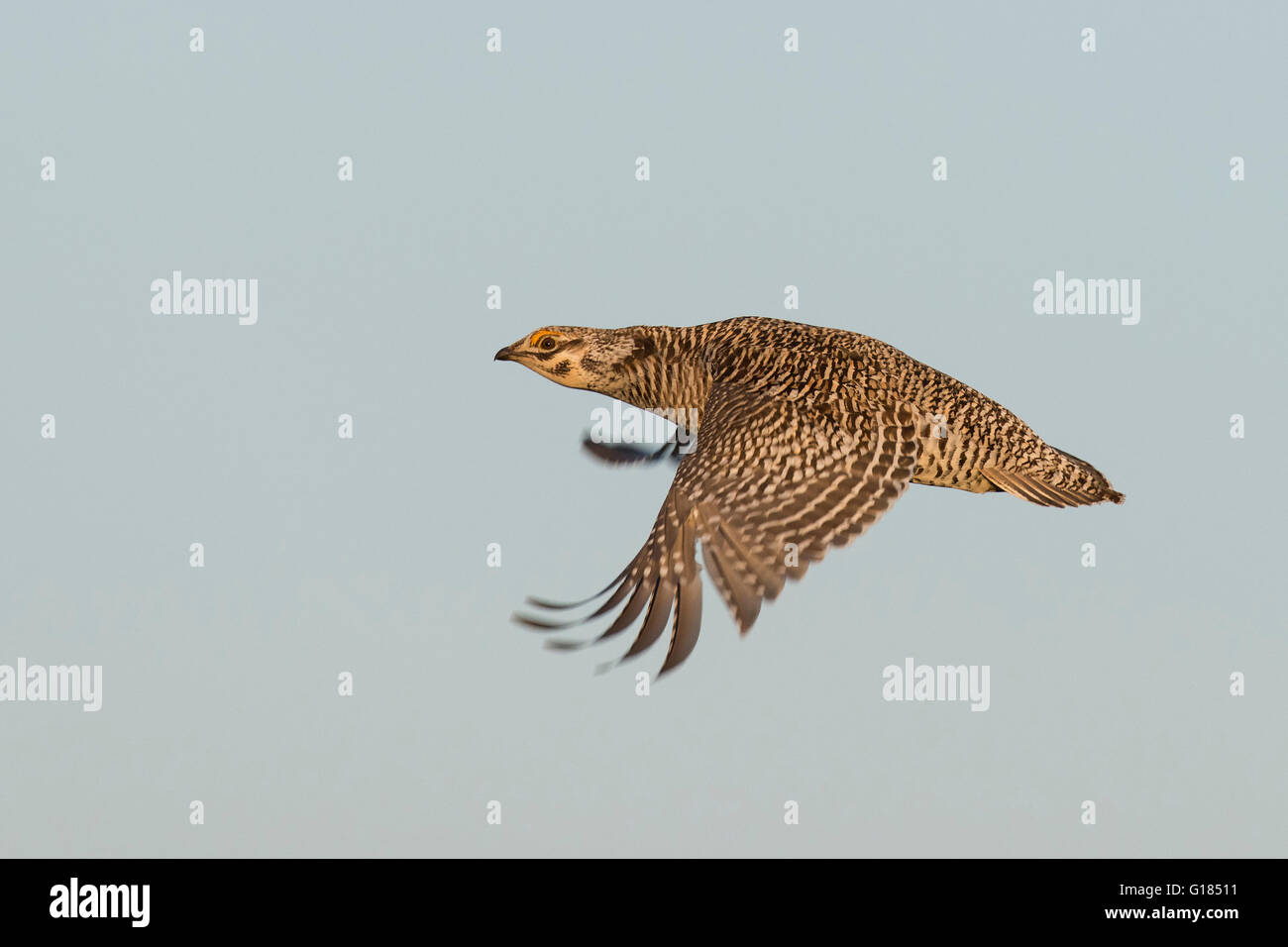 A flying sharptail grouse/ Prairie Chicken hybrid in Minnesota Stock ...