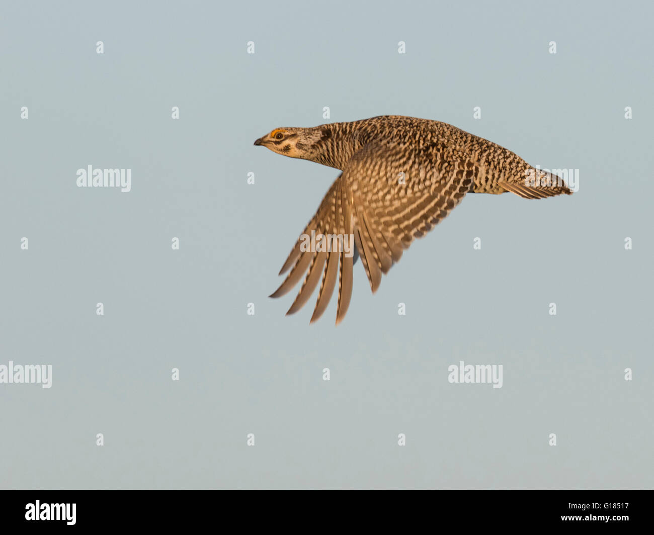 Sharp tailed grouse flying hi-res stock photography and images - Alamy