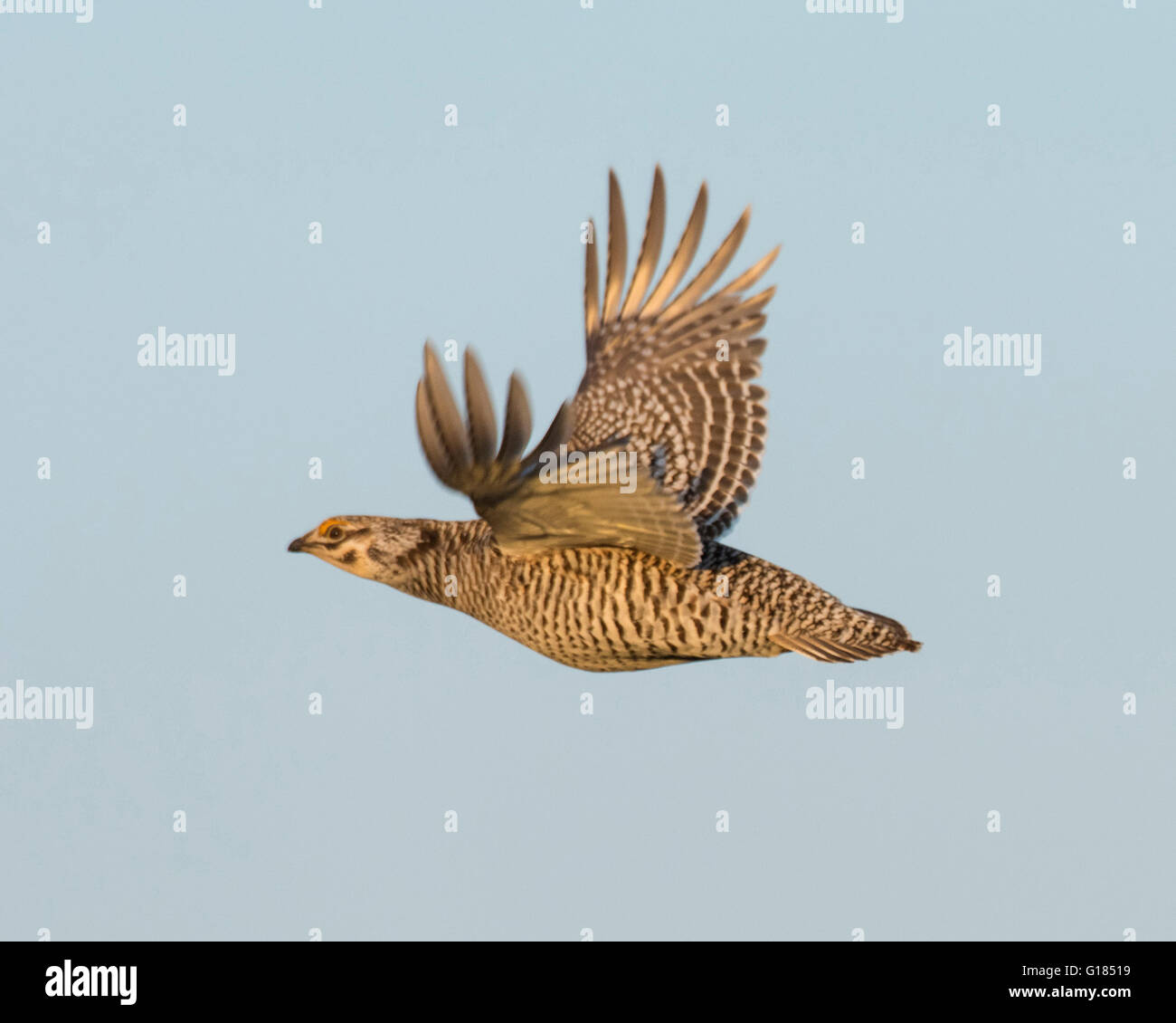 A flying sharptail grouse/ Prairie Chicken hybrid in Minnesota Stock ...