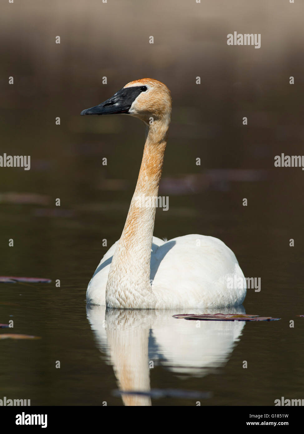 A trumpeter Swan in the spring in Minnesota Stock Photo - Alamy