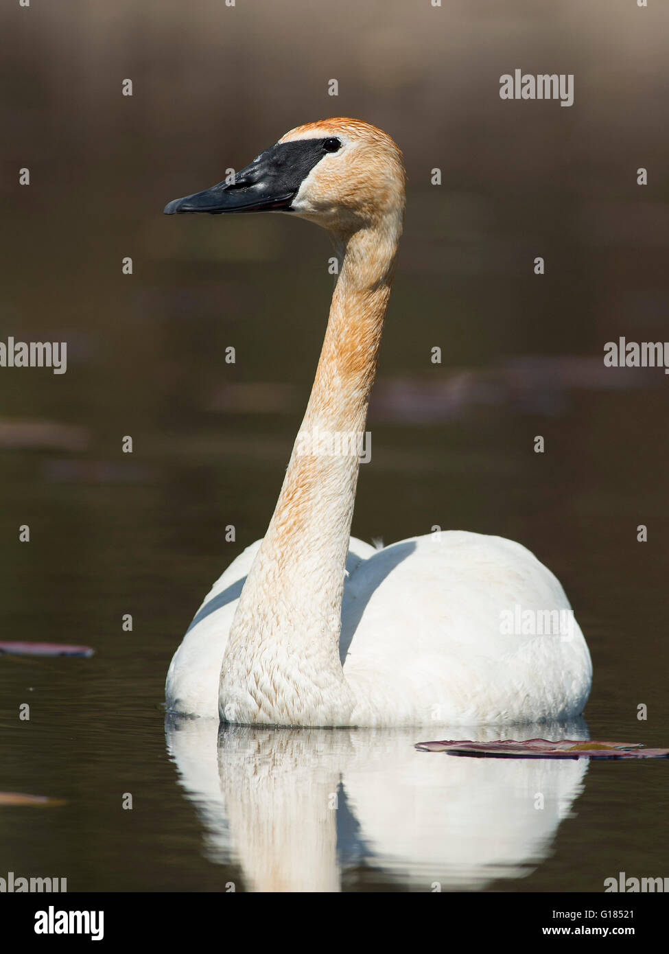 Trumpeter female hi-res stock photography and images - Alamy