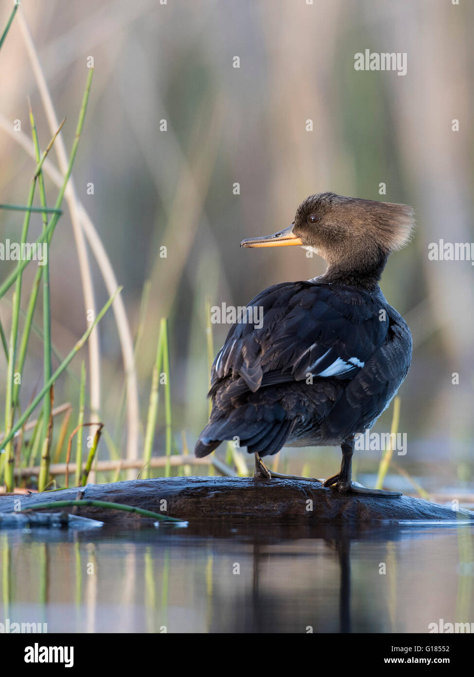 A female Hooded Merganser in the spring on a wetland in Minnesota Stock ...