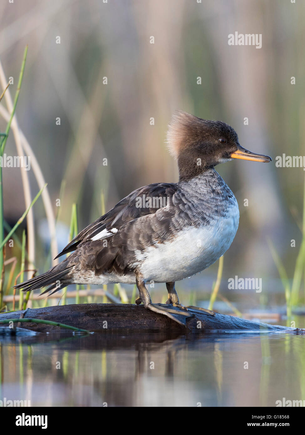 A female Hooded Merganser in the spring on a wetland in Minnesota Stock ...
