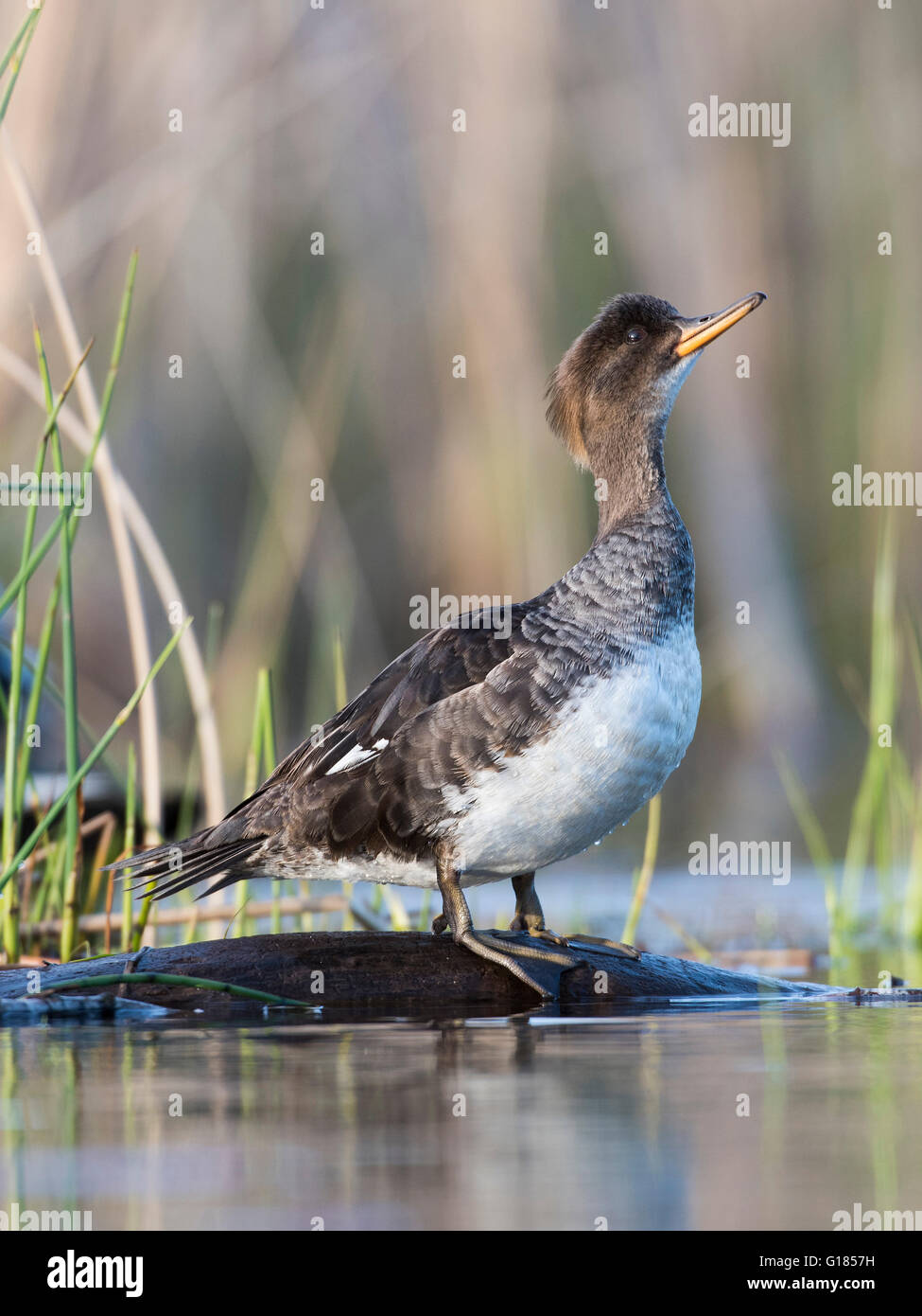 A female Hooded Merganser in the spring on a wetland in Minnesota Stock ...
