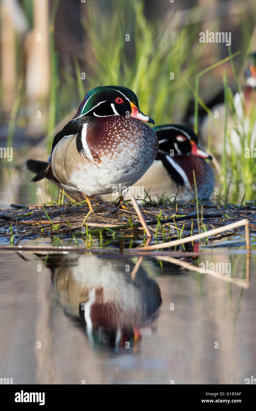 A flock of Wood Ducks in the spring in Minnesota Stock Photo - Alamy