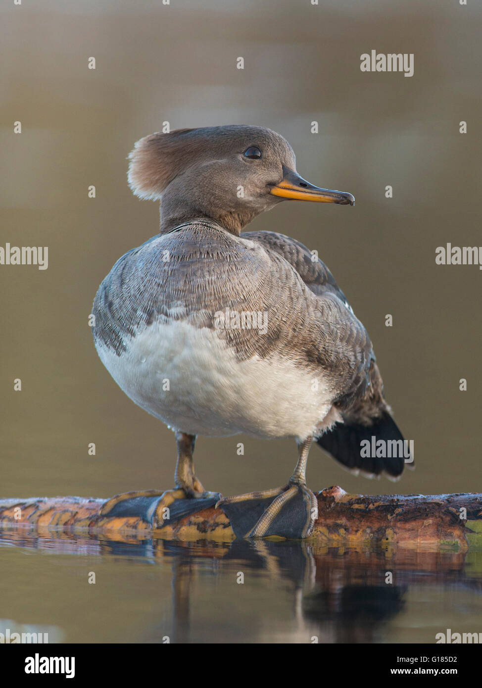 A female Hooded Merganser in the spring on a wetland in Minnesota Stock ...