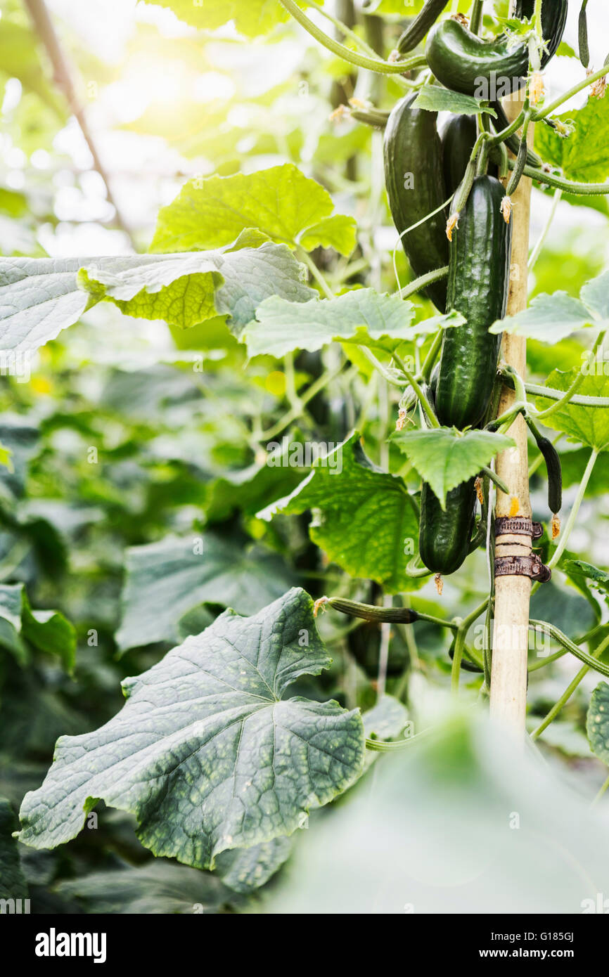 Cucumber Plant Stock Photos & Cucumber Plant Stock Images - Alamy