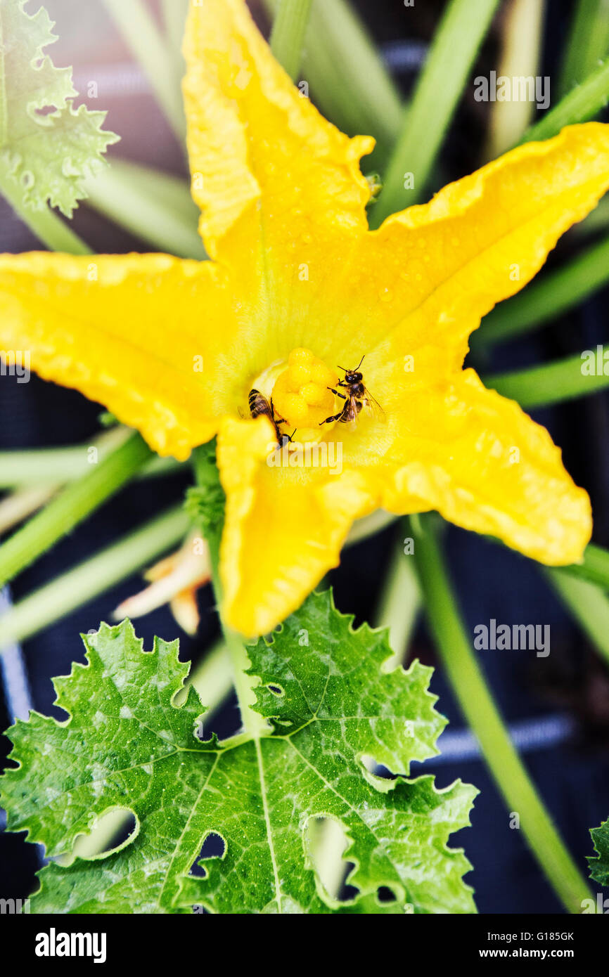 Yellow flower with bees in it Stock Photo - Alamy