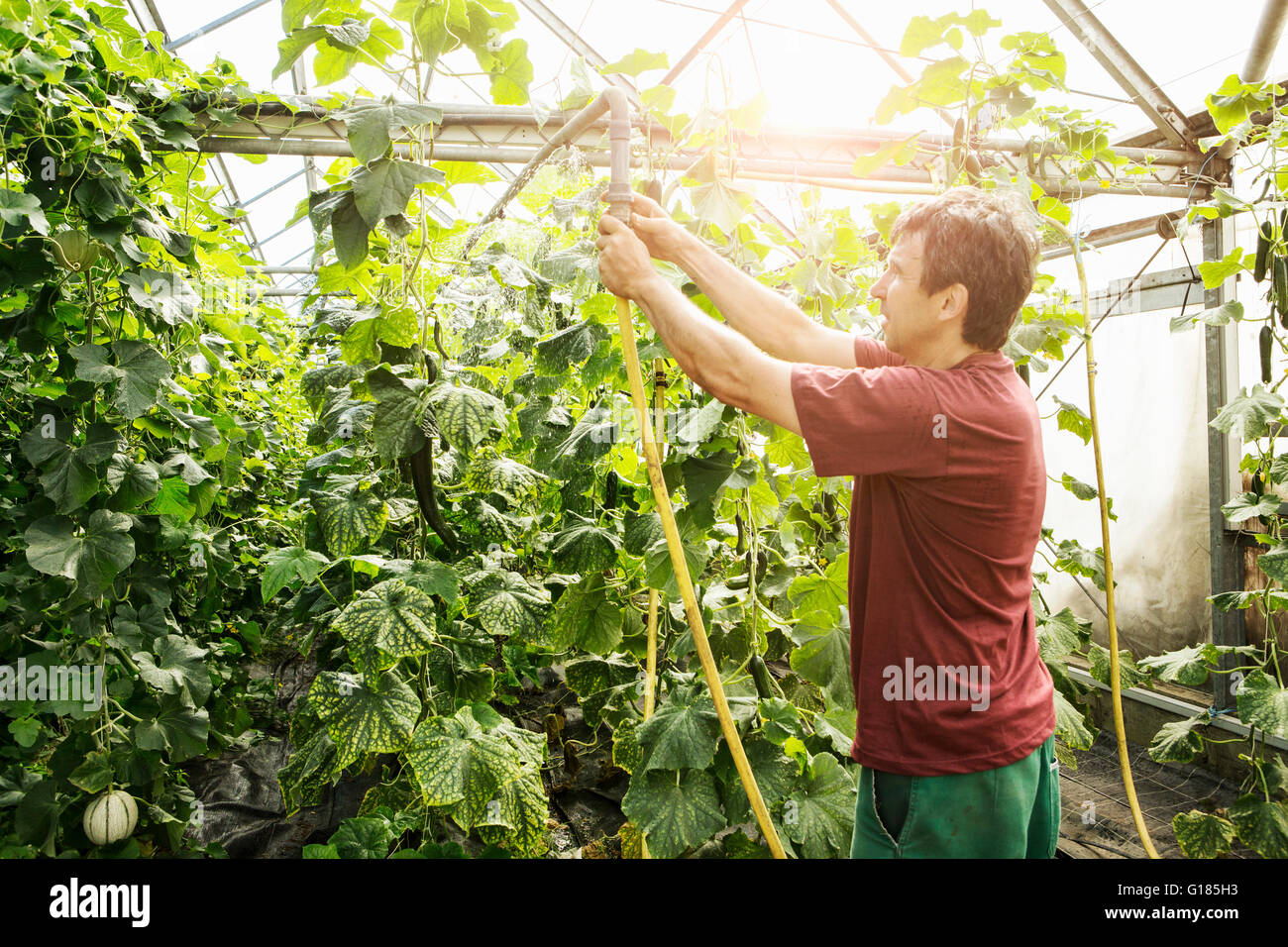 Farmer working in greenhouse Stock Photo - Alamy