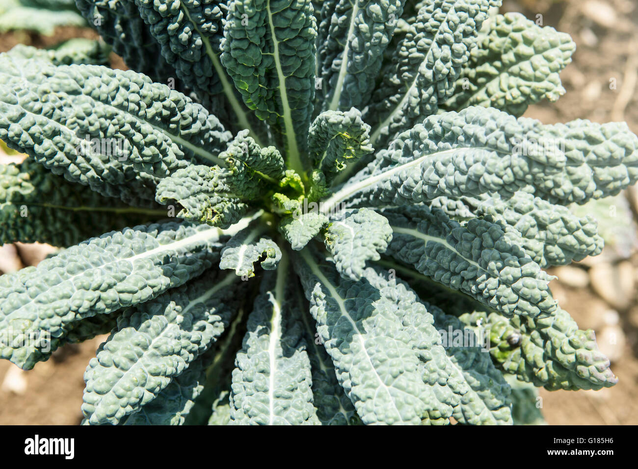 Cavolo nero hi-res stock photography and images - Alamy