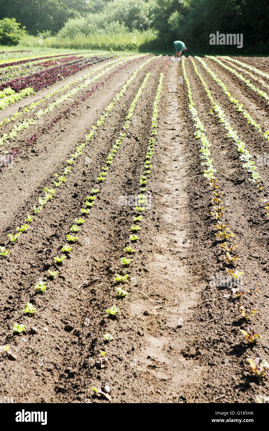 Farmer planting seedlings in organic farm Stock Photo - Alamy