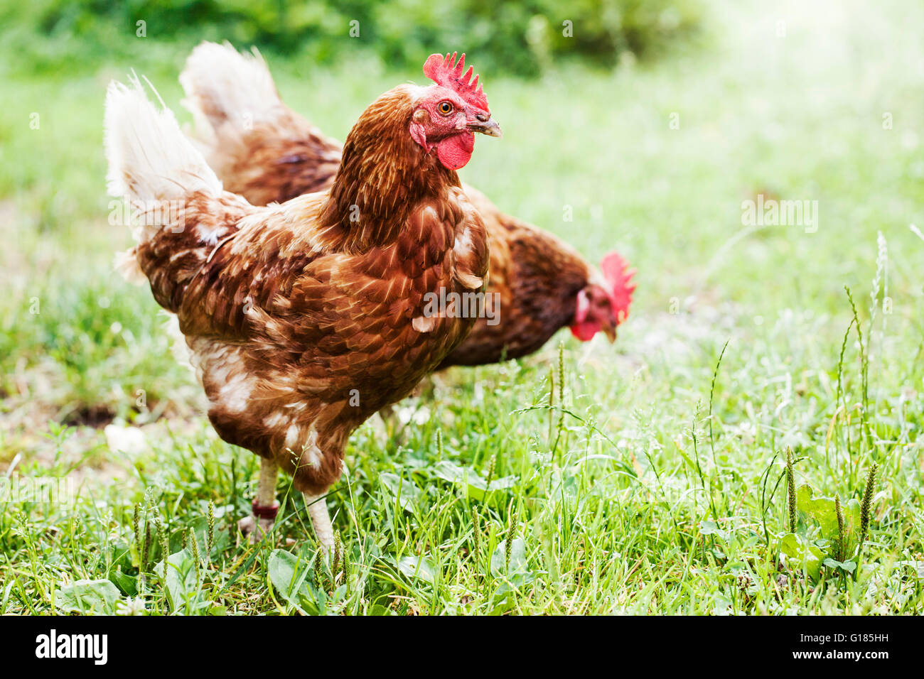 Cockerels hi-res stock photography and images - Alamy