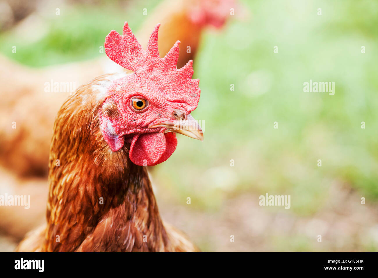 Close up of cockerel Stock Photo - Alamy