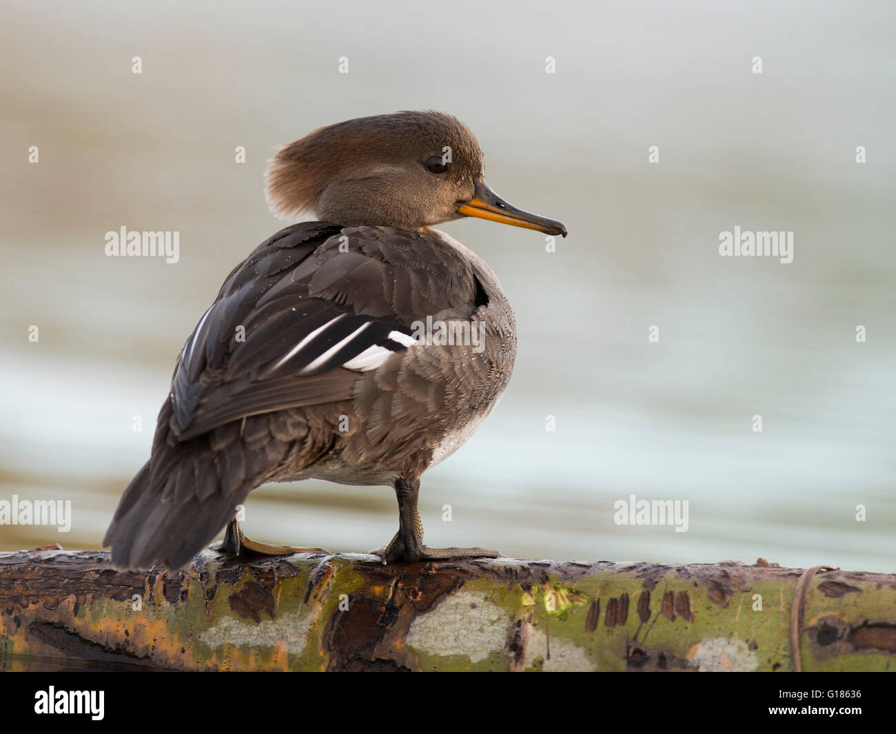 A female Hooded Merganser in the spring on a wetland in Minnesota Stock ...