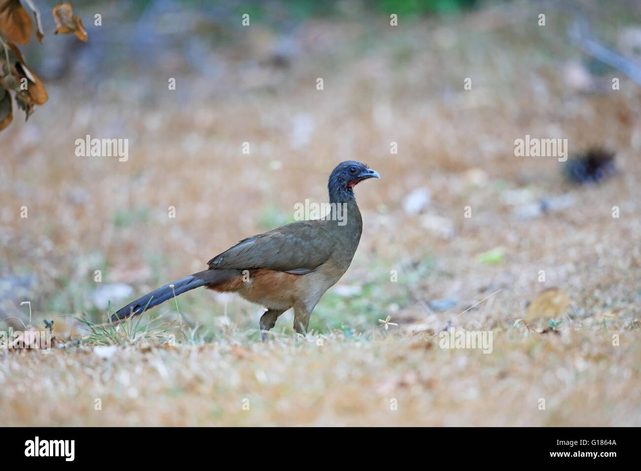 Rufous-vented Chachalaca (Ortalis ruficauda Stock Photo - Alamy