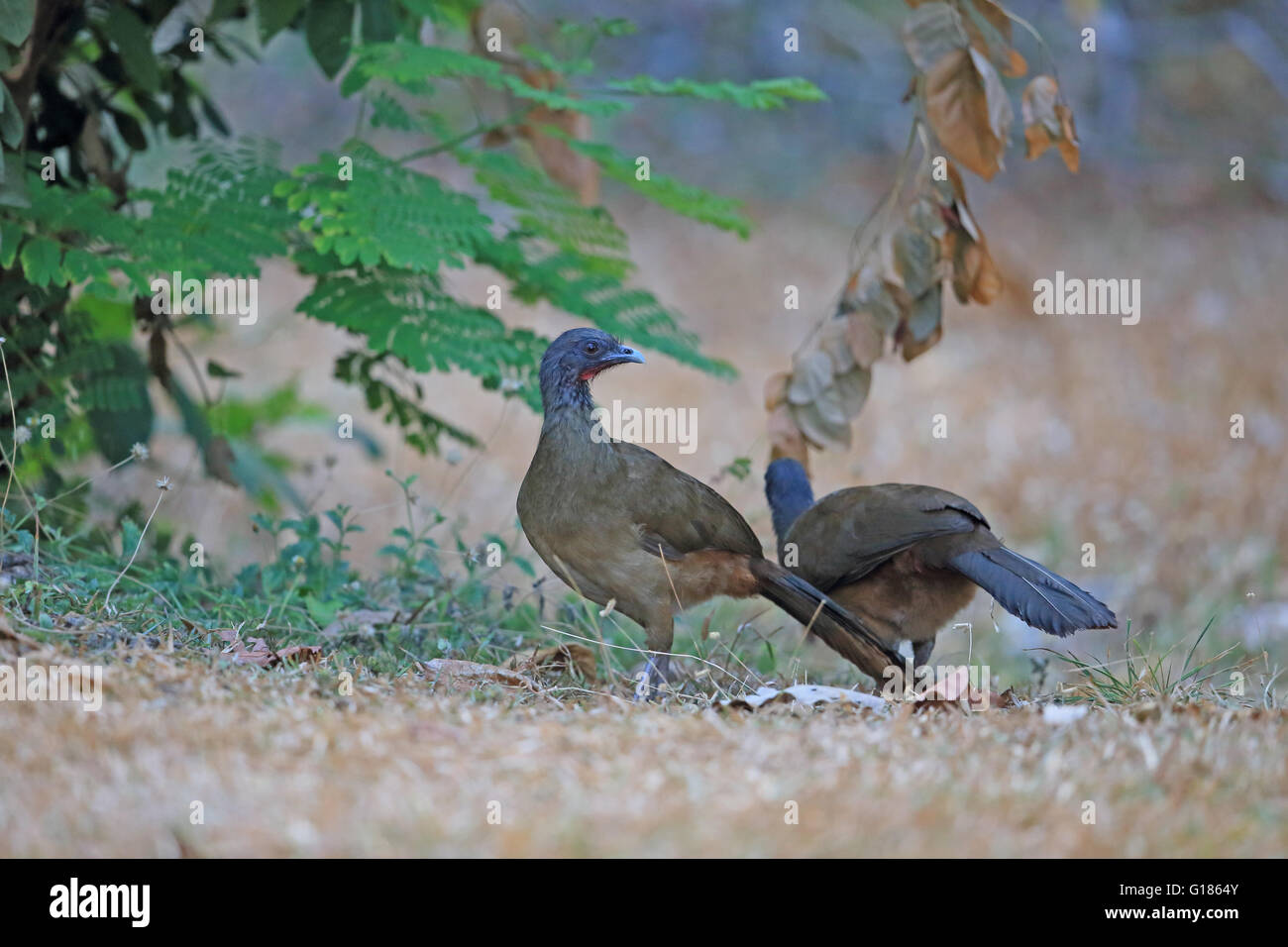 Ortalis ruficauda hi-res stock photography and images - Alamy