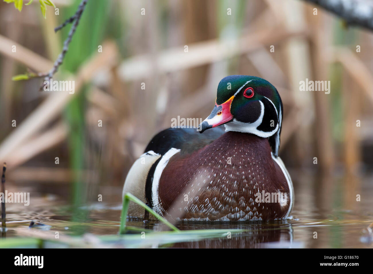 A drake Wood Duck in the spring in Minnesota Stock Photo - Alamy