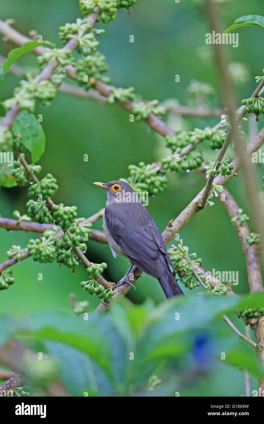 Spectacled Thrush (Turdus nudigenis Stock Photo - Alamy