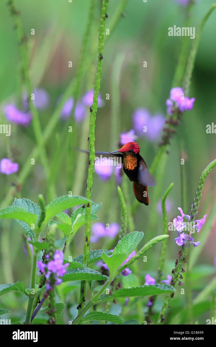 Ruby Topaz (Chrysolampis mosquitus Stock Photo - Alamy