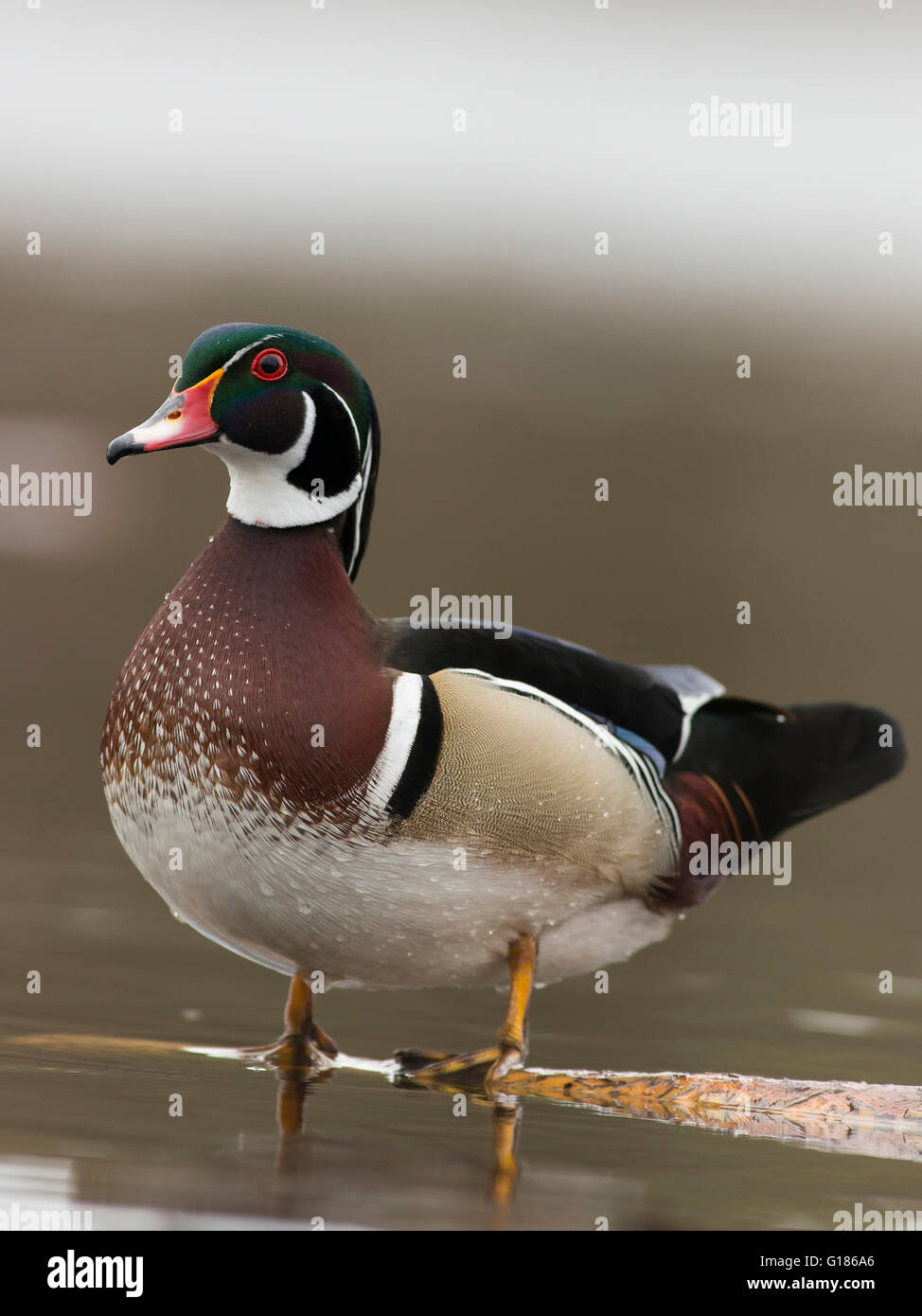 A drake Wood Duck in the spring in Minnesota Stock Photo - Alamy