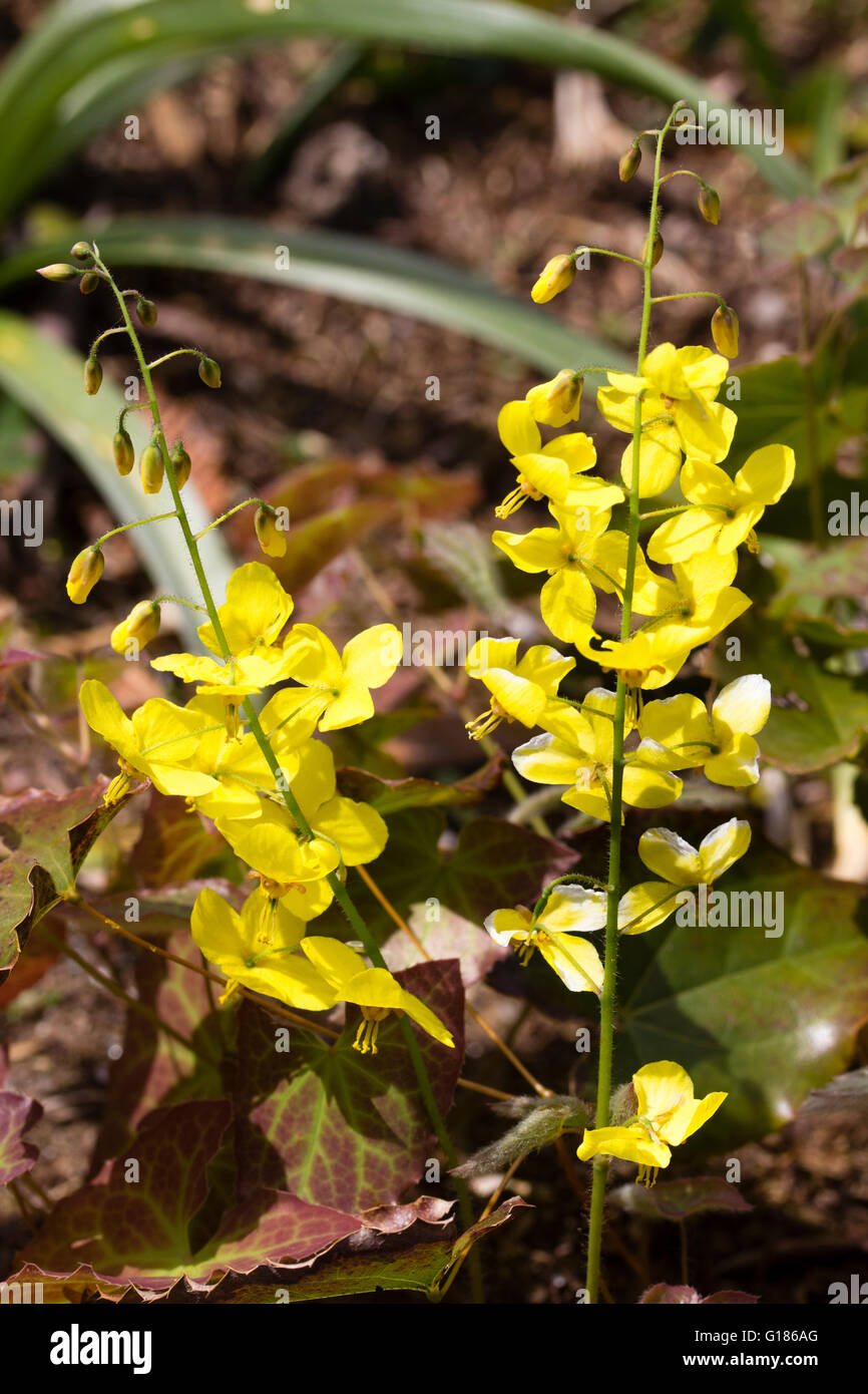 Yellow spring flowers in the spike of the evergreen barrenwort ...