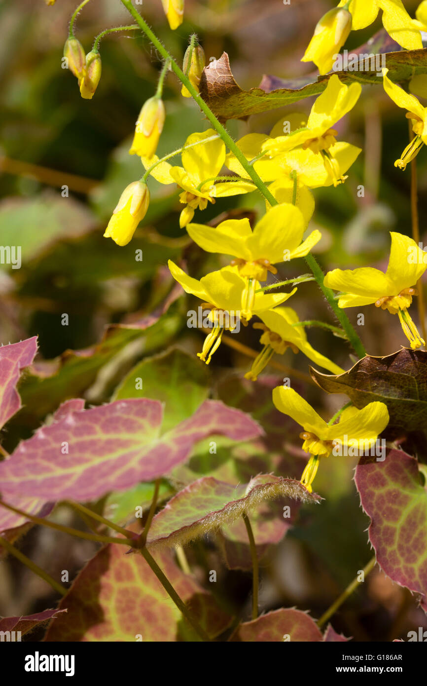 Yellow spring flowers in the spike of the evergreen barrenwort ...