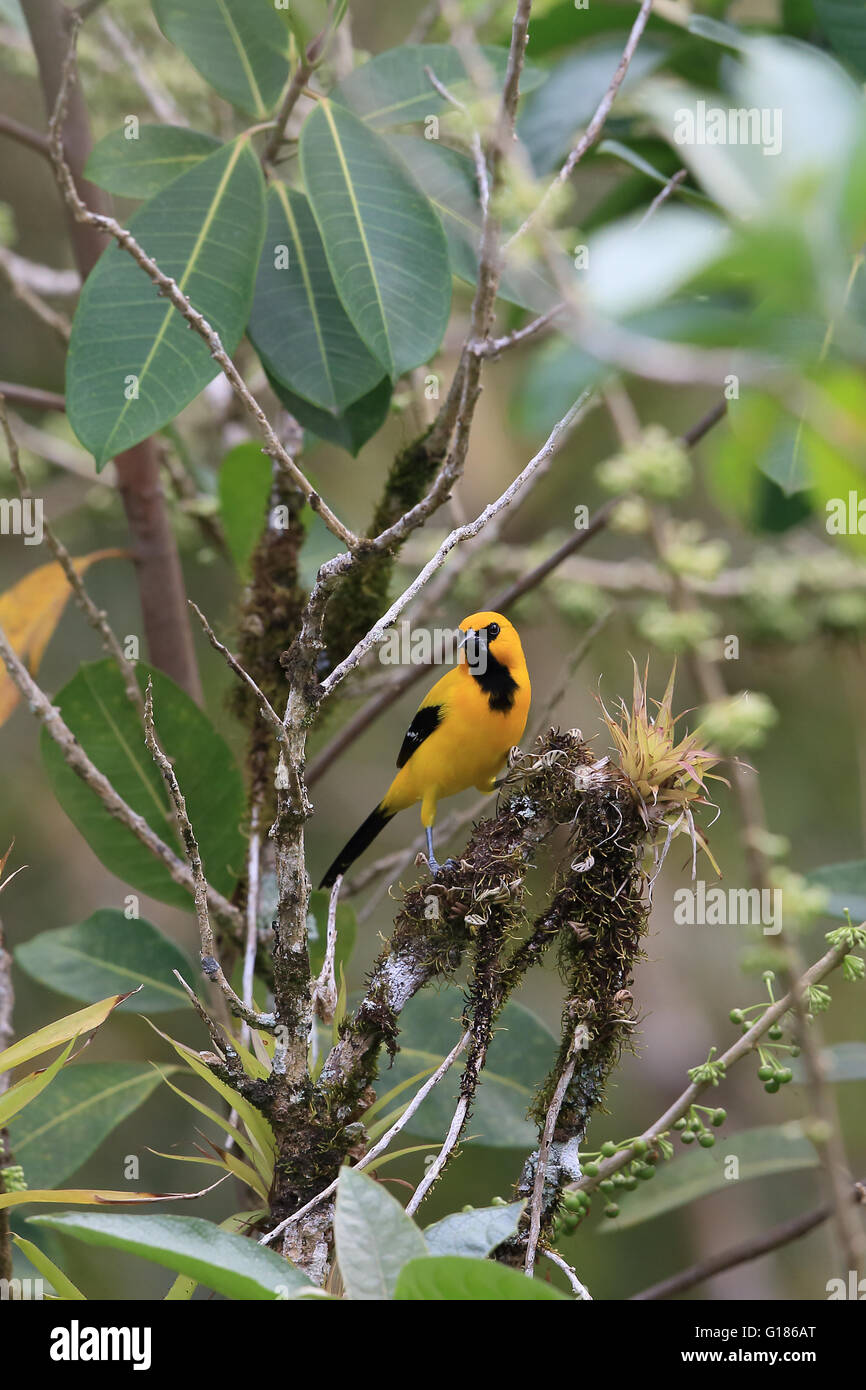 Yellow Oriole (Icterus nigrogularis Stock Photo - Alamy