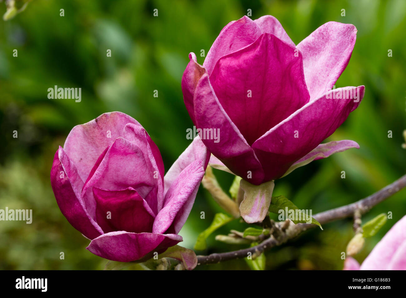 Magnolia genie tree hi-res stock photography and images - Alamy