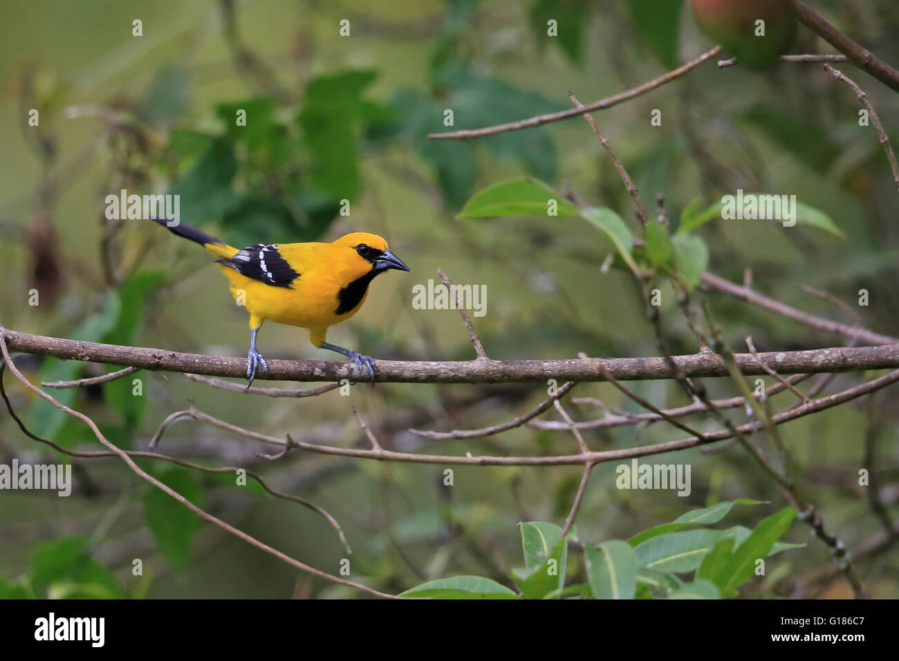 Yellow Oriole (Icterus nigrogularis Stock Photo - Alamy