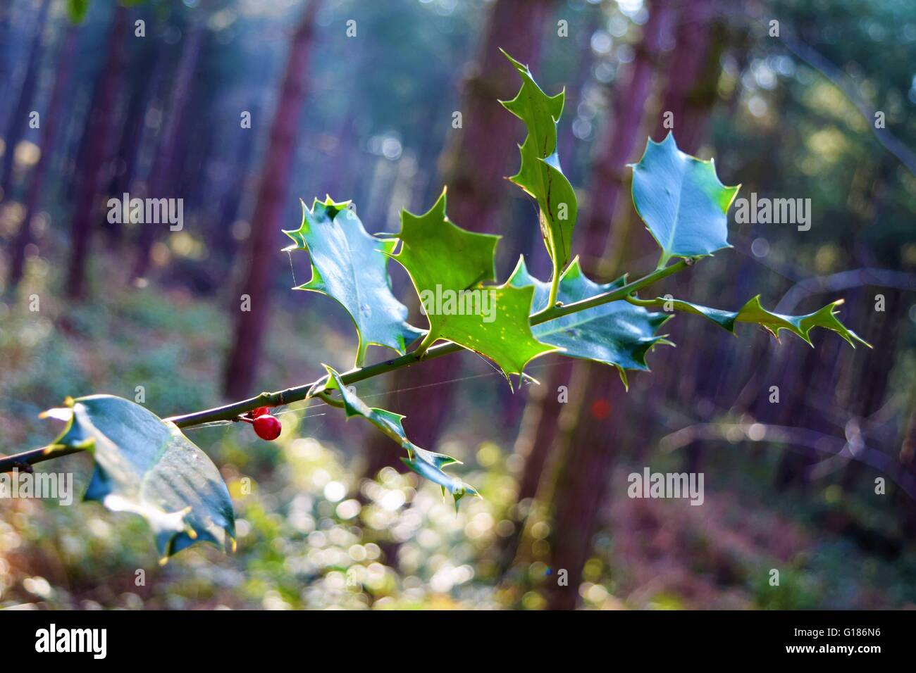 Spring of holly hi-res stock photography and images - Alamy