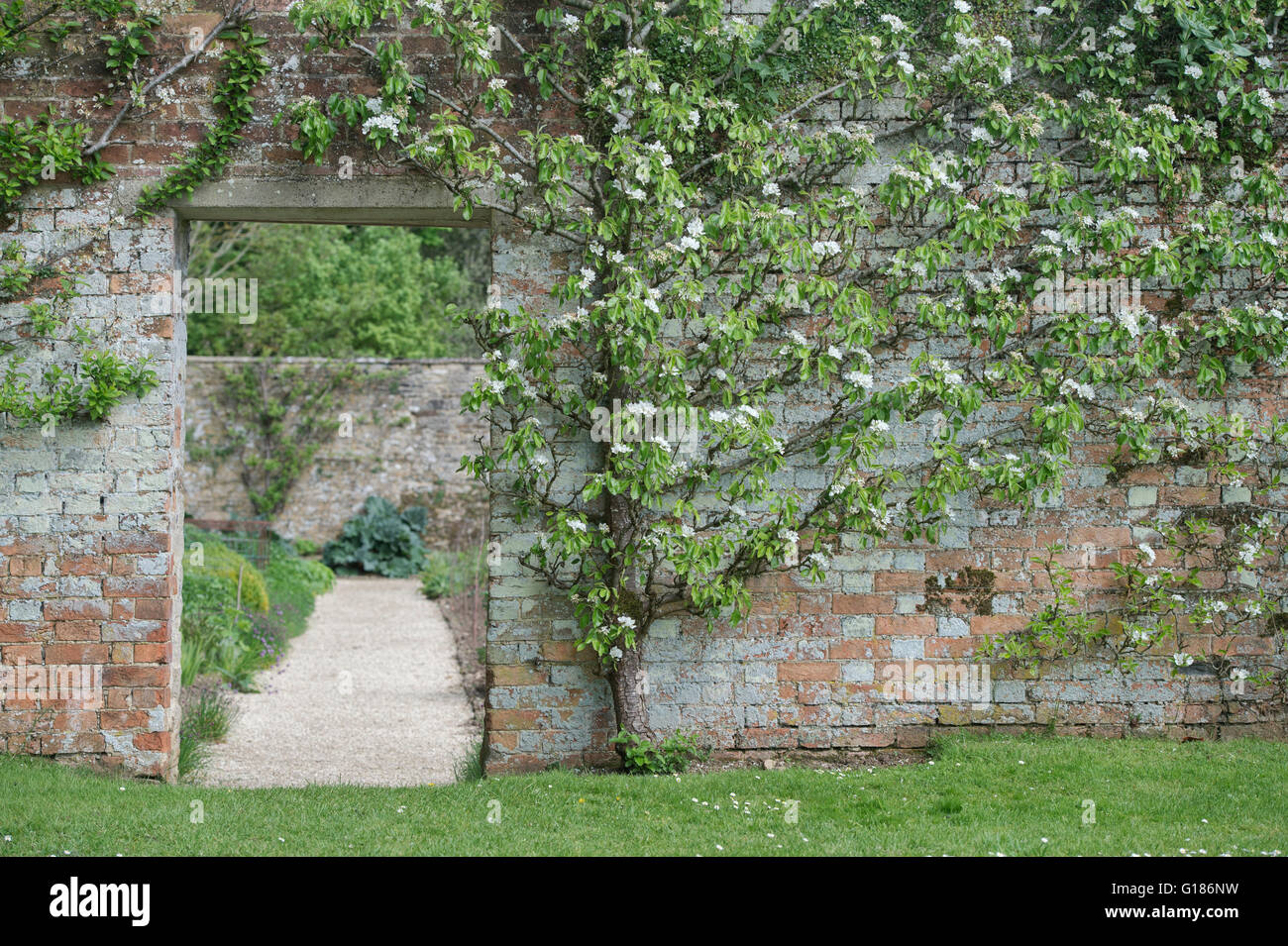 Fan trained fruit tree blossoming in Rousham House walled garden ...