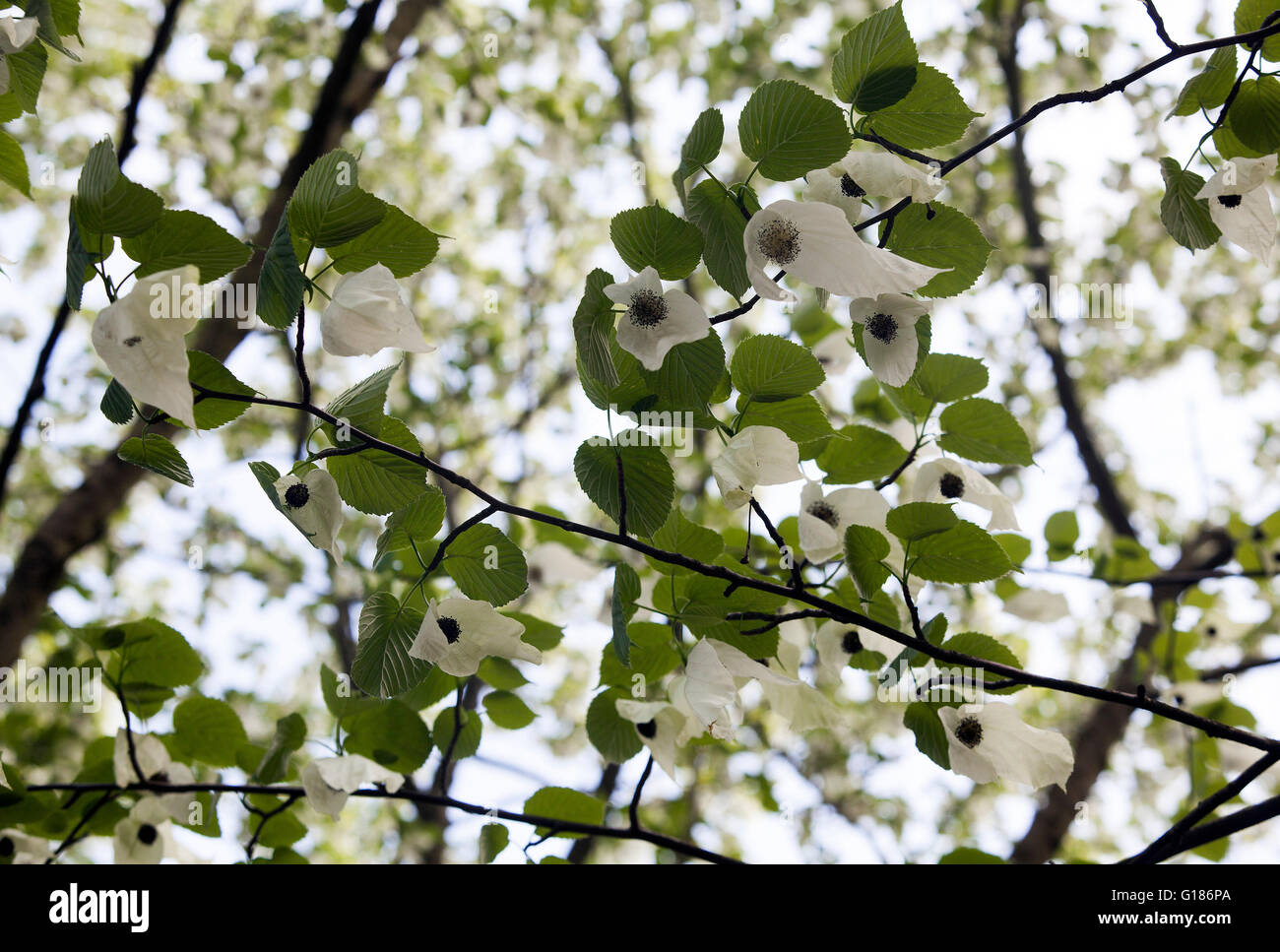 Japanese hankerchief tree hi-res stock photography and images - Alamy