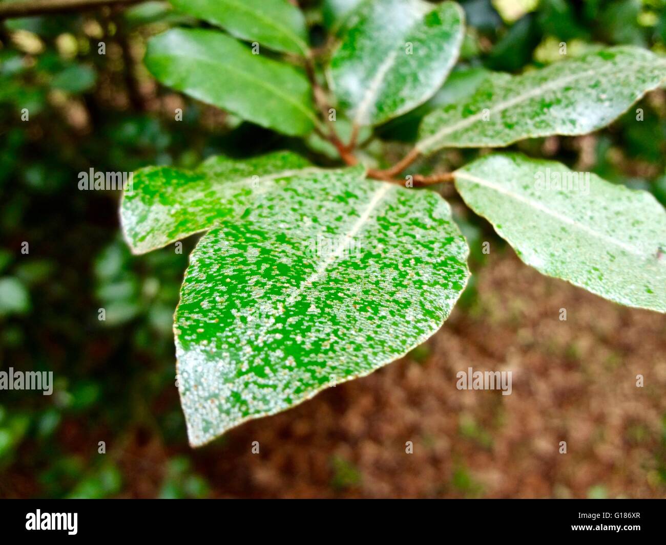 Leaves with spots hi-res stock photography and images - Alamy