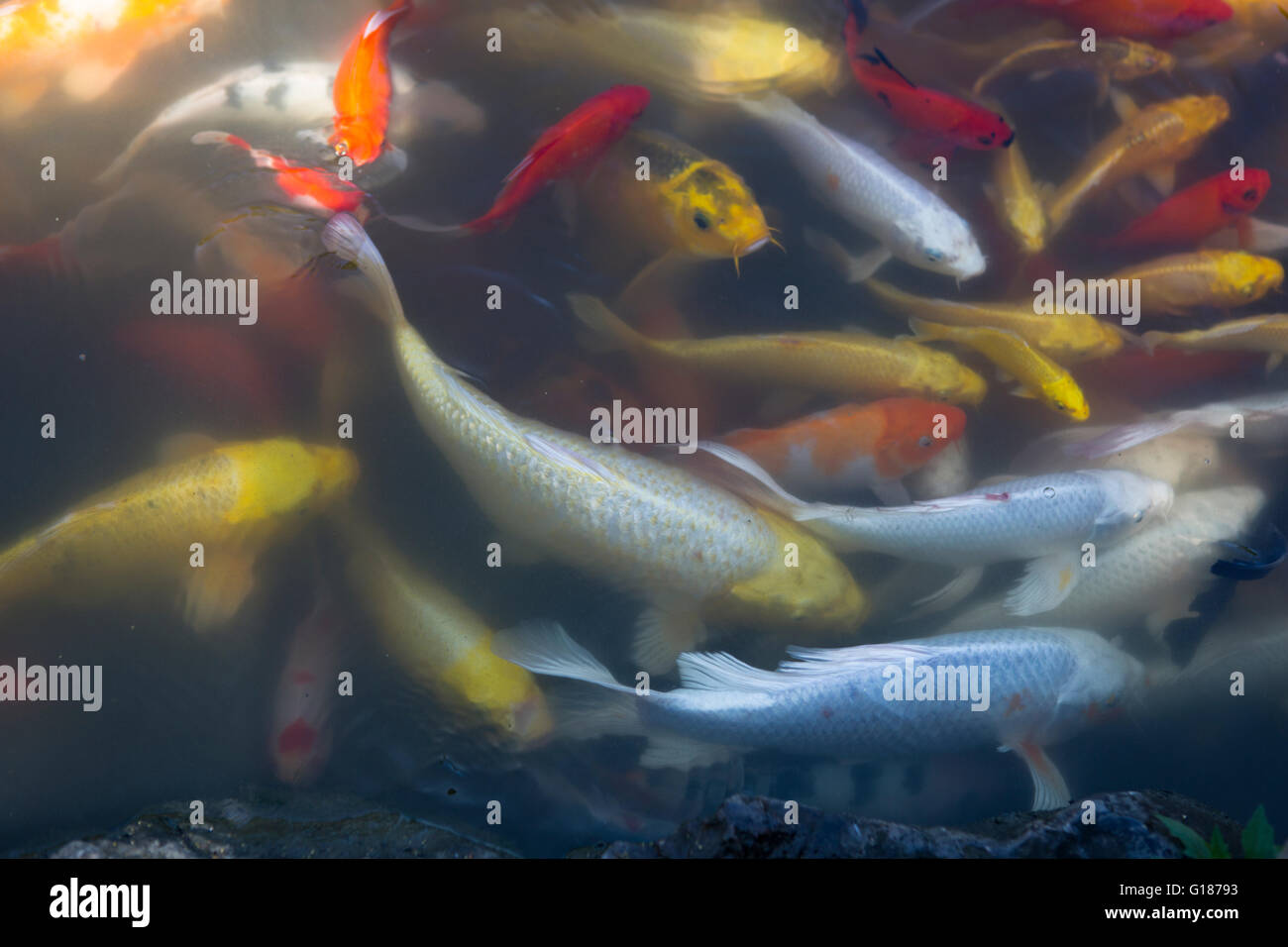 Domestic fish pond hi-res stock photography and images - Alamy