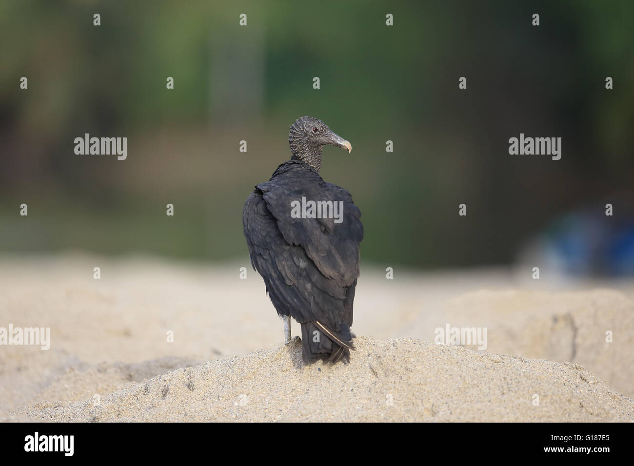 American Black Vulture (Coragyps atratus Stock Photo - Alamy