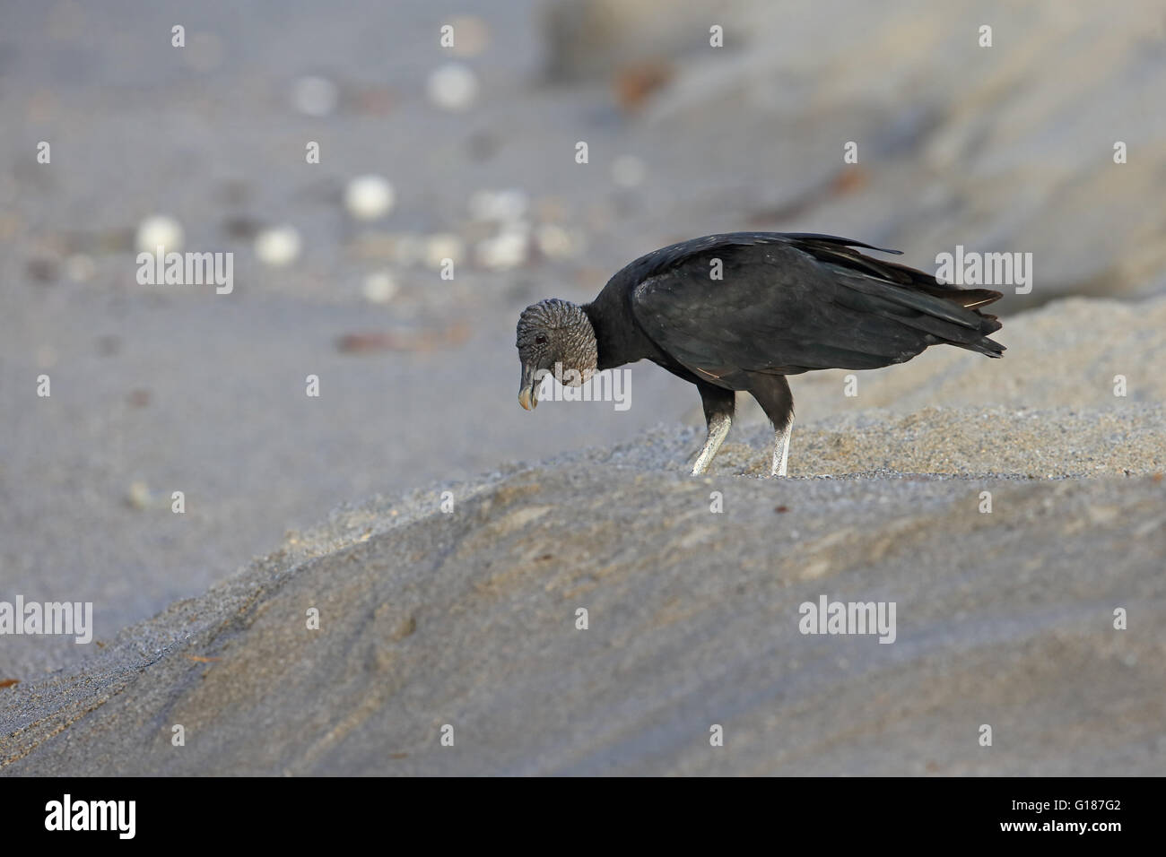 American Black Vulture (Coragyps atratus Stock Photo - Alamy
