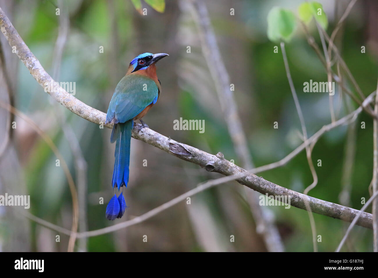 Trinidad Motmot (Momotus bahamensis Stock Photo - Alamy