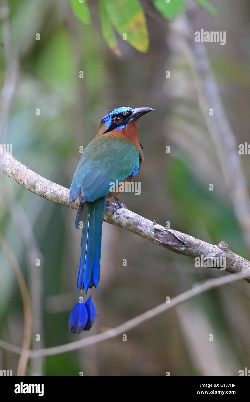 Trinidad Motmot (Momotus bahamensis Stock Photo - Alamy