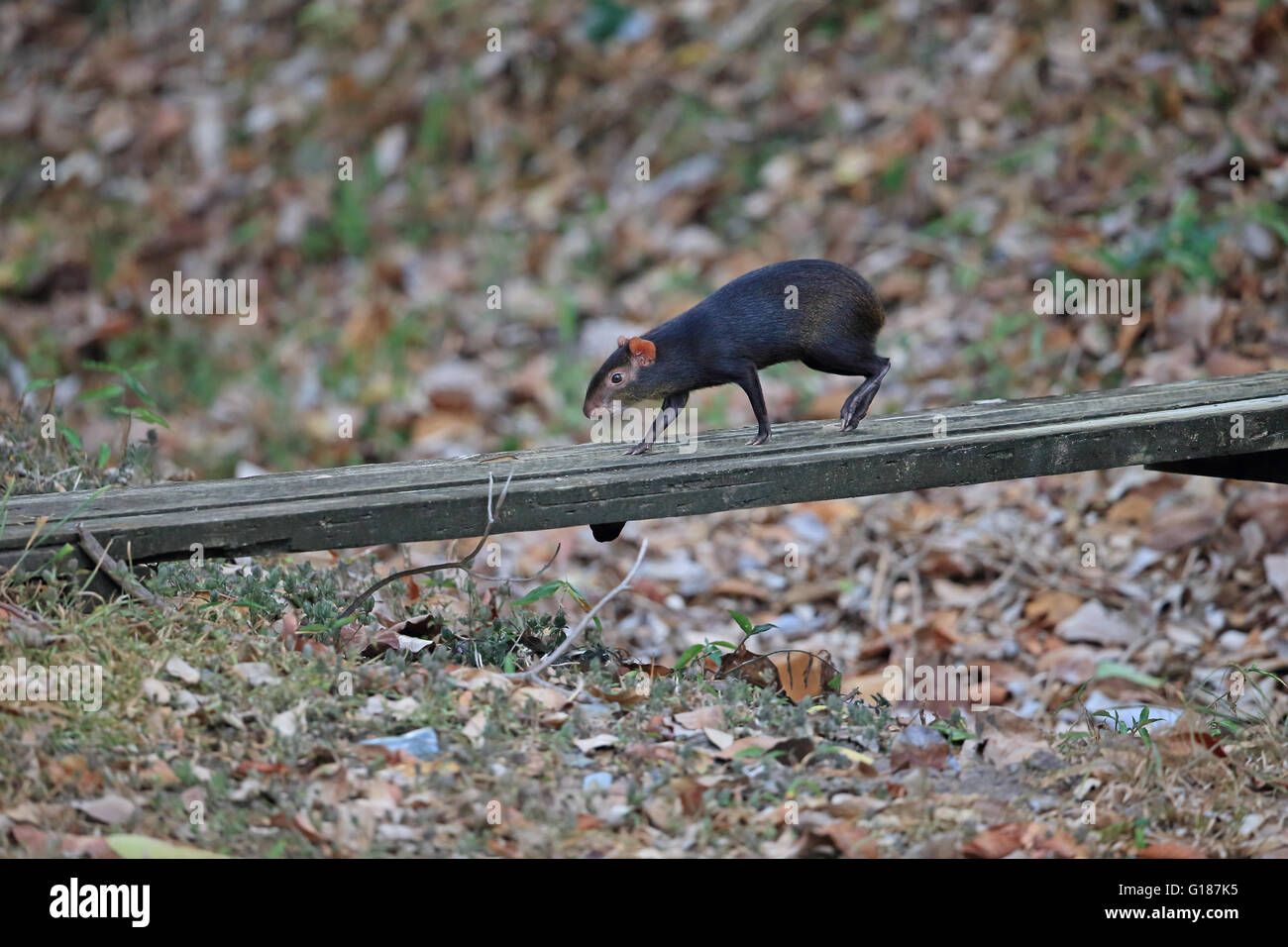 Red rumped agoutis hi-res stock photography and images - Alamy