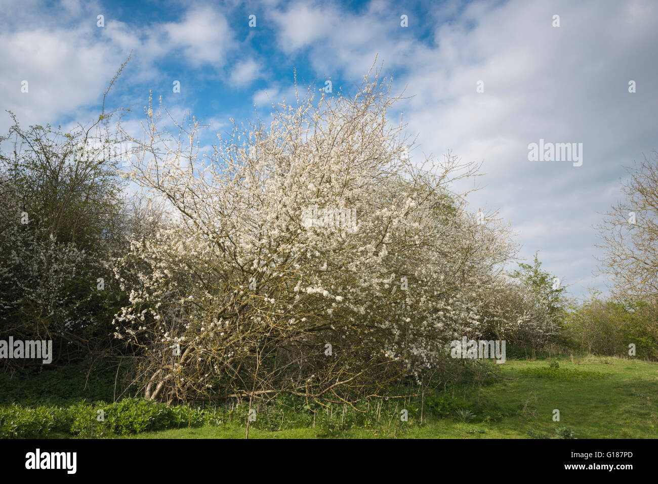 Barnack Cambridgeshire High Resolution Stock Photography and Images - Alamy
