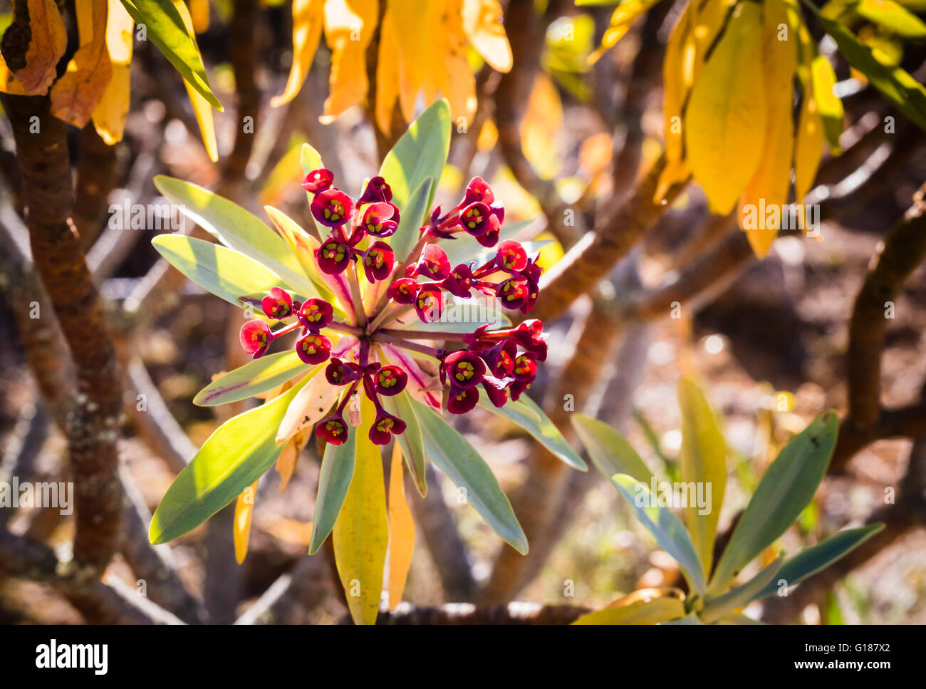 Euphorbia atropurpurea (purple-flowering tabaiba) in flower at Barranco ...