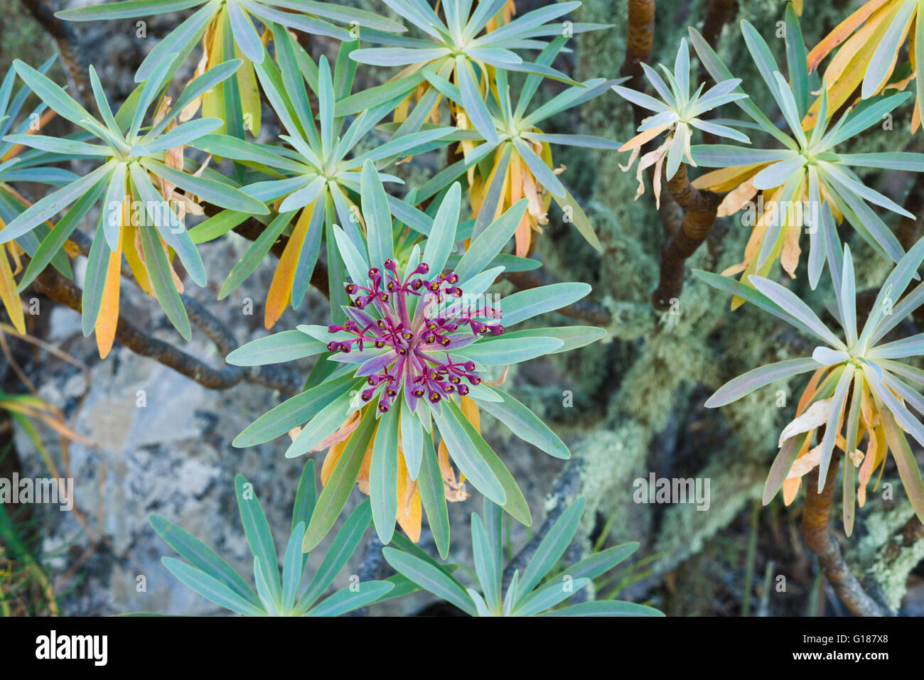 Euphorbia atropurpurea hi-res stock photography and images - Alamy