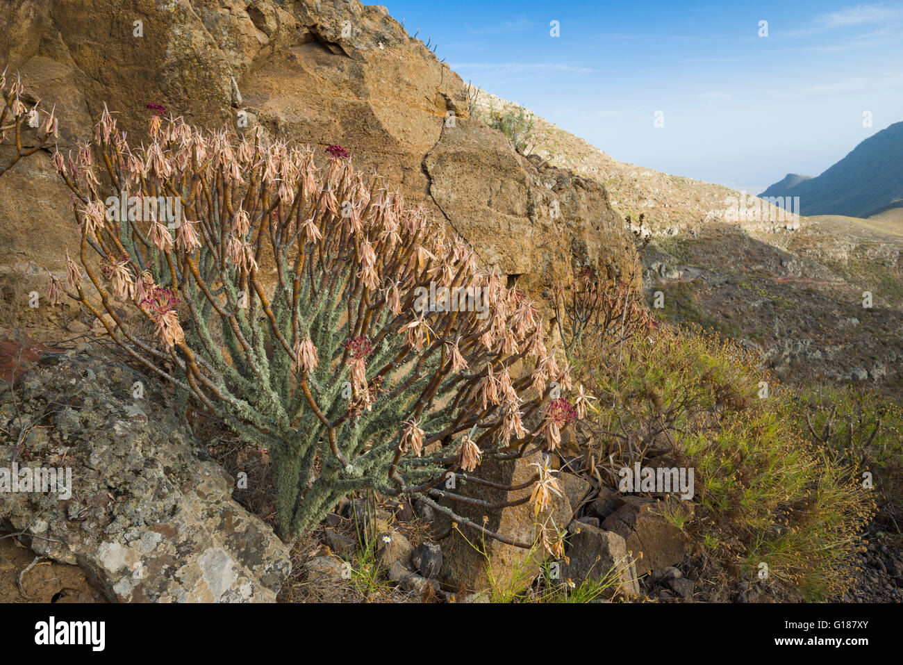 Tabaiba majorera hi-res stock photography and images - Alamy